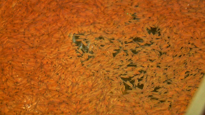 მდინარე სკინტავა “წითელი ნუსხის” სახეობის ნაკადულის კალმახის ლარვით ...